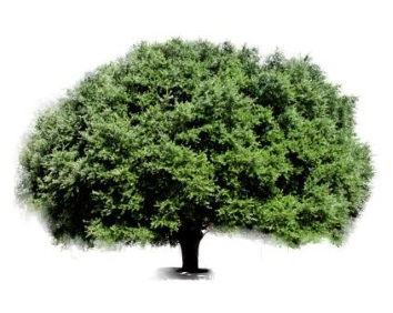 History of our oak tree